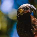 Sanctuary Mountain (Mt Maungatautari) & Waitomo Luxury Day tour from Auckland - The Experience in Practice: What You Can Expect