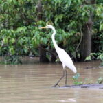 Sandakan: 3D2N The Wild Heart of Borneo River Secrets - The Four Cruise Expeditions: Sightings and Surprises