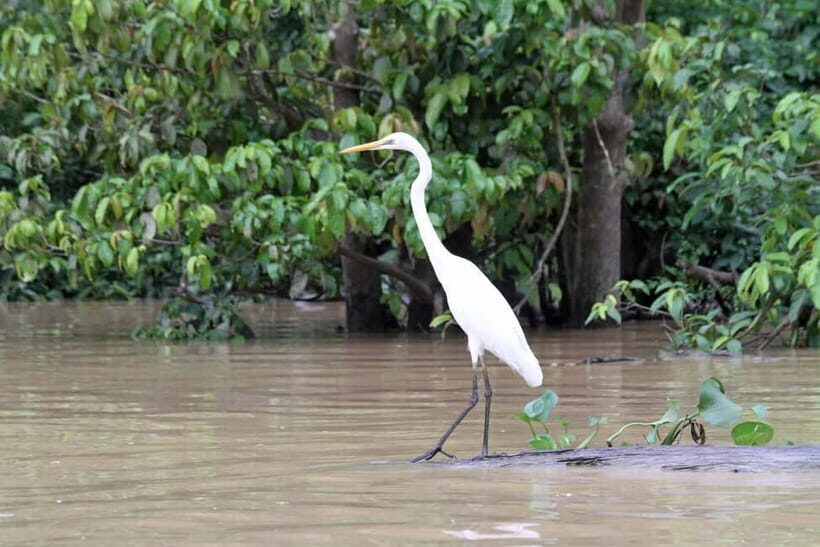 Sandakan: 3D2N The Wild Heart of Borneo River Secrets - The Four Cruise Expeditions: Sightings and Surprises