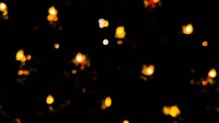 Sandakan : Fireflies and Mangrove Cruise with Dinner - What Makes This Tour Stand Out?