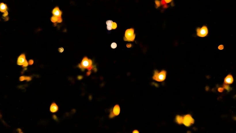 Sandakan : Fireflies and Mangrove Cruise with Dinner - What Makes This Tour Stand Out?