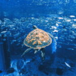 Sanya: Atlantis Lost Chambers Aquarium - Detailed Breakdown of the Experience