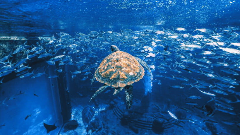 Sanya: Atlantis Lost Chambers Aquarium - Detailed Breakdown of the Experience