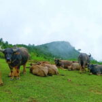 SAPA: 2 DAYS Walking & 1 night at Homestay with LOCAL GUIDE - What to Expect and Practical Tips
