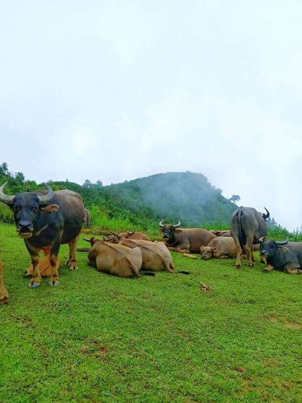 SAPA: 2 DAYS Walking & 1 night at Homestay with LOCAL GUIDE - What to Expect and Practical Tips