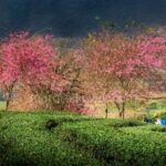 SAPA 3 DAYS 2 NIGHTS PACKAGE - Day 1: From Hanoi to the Heart of Sapa