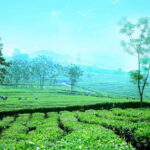 Sapa to Waterfall, Green Tea Farm with motorbike driver - The Practicalities: What You Need to Know Before Booking