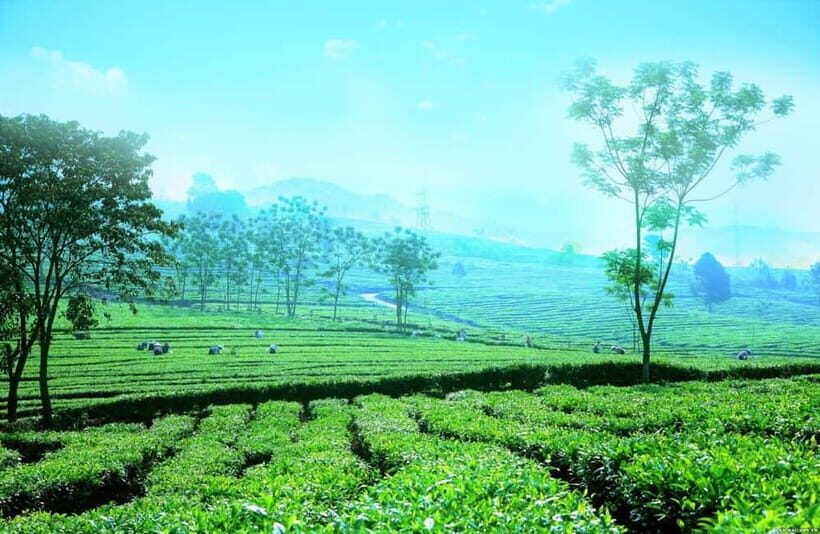 Sapa to Waterfall, Green Tea Farm with motorbike driver - The Practicalities: What You Need to Know Before Booking