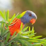Sapphire Coast: 7h Shore Excursion with Aussie Morning Tea - Who will love this tour?