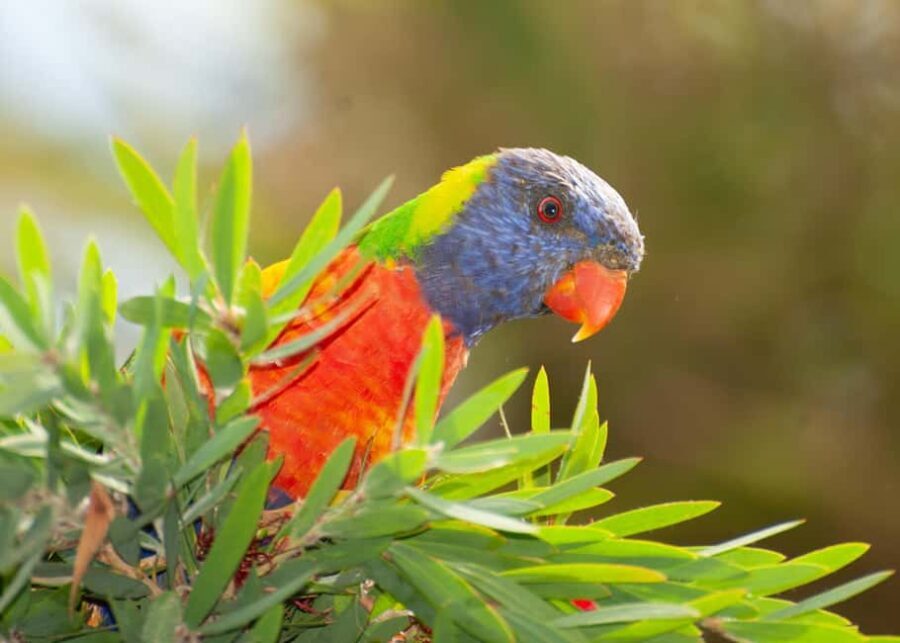 Sapphire Coast: 7h Shore Excursion with Aussie Morning Tea - Who will love this tour?