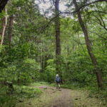 Sapporo: Mt. Maruyama Hike & Okurayama Ski Jump - The Practicalities & Value