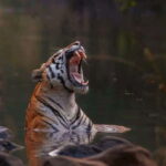 Sariska Tiger Reserve: Gypsy & Canter jungle Safari Transfer - What to Expect on the Safari