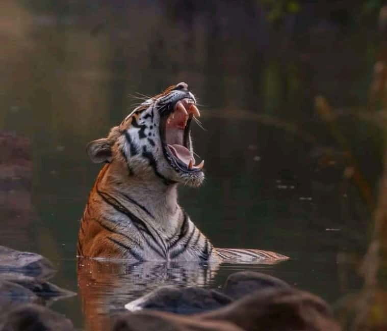 Sariska Tiger Reserve: Gypsy & Canter jungle Safari Transfer - What to Expect on the Safari