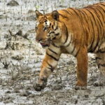 Sariska Tiger Reserve Tour Of India - Practical Details & Tips