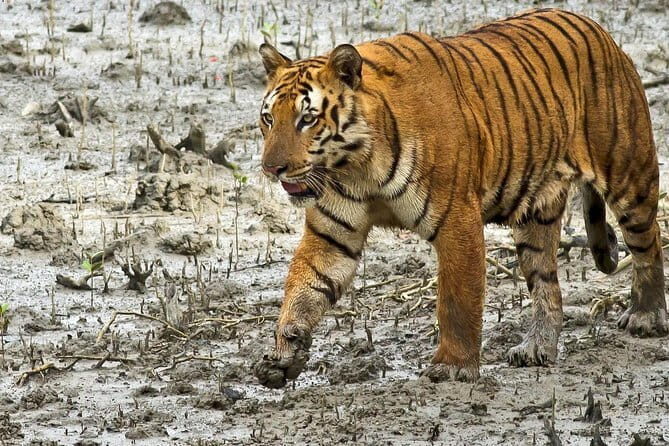 Sariska Tiger Reserve Tour Of India - Practical Details & Tips