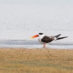 Sawai Madhopur: Private Chambal Crocodile Safari All-Inclusive - Logistics, Pricing, and Overall Value