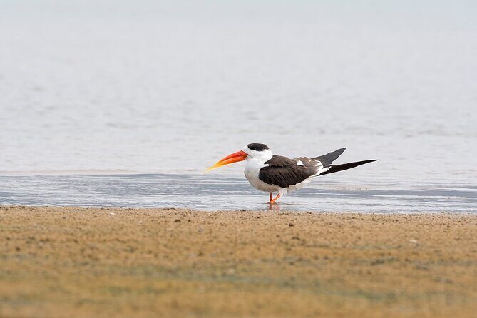 Sawai Madhopur: Private Chambal Crocodile Safari All-Inclusive - Logistics, Pricing, and Overall Value