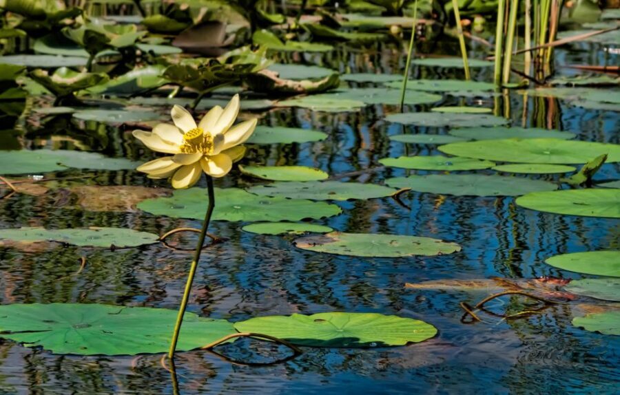 Sawgrass Park: Private 1-Hour Airboat Adventure Tour - Pricing and Value