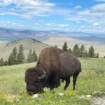 Scenic Driving Tour Flathead Lake and Bison Range - A Deep Dive into the Experience