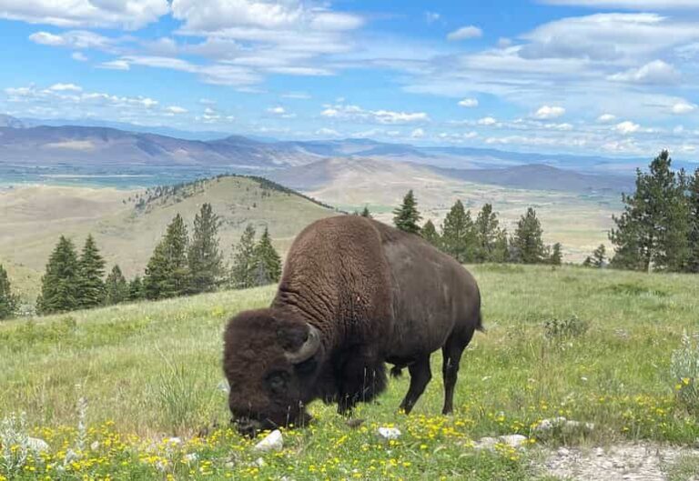 Scenic Driving Tour Flathead Lake and Bison Range - A Deep Dive into the Experience