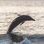 Scenic Sunset Cruise from Historic Johns Pass, Free Beer and Wine - Detailed Review of the Tour & Itinerary