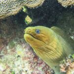 Scuba Dive in the best reefs in the Riviera Maya 2 tanks - Practical Tips for Travelers