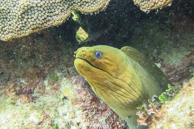 Scuba Dive in the best reefs in the Riviera Maya 2 tanks - Practical Tips for Travelers
