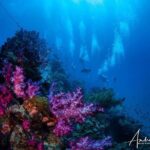 Scuba Dive the S.S. Yongala Wreck on the Great Barrier Reef. - Final Thoughts