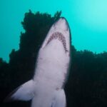 Scuba Dive With Grey Nurse Sharks in Bushrangers Bay - Who Will Enjoy This Tour?