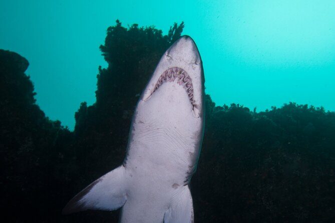 Scuba Dive With Grey Nurse Sharks in Bushrangers Bay - Who Will Enjoy This Tour?