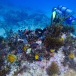Scuba Diver Certification Course - Who Is This Course Best For?