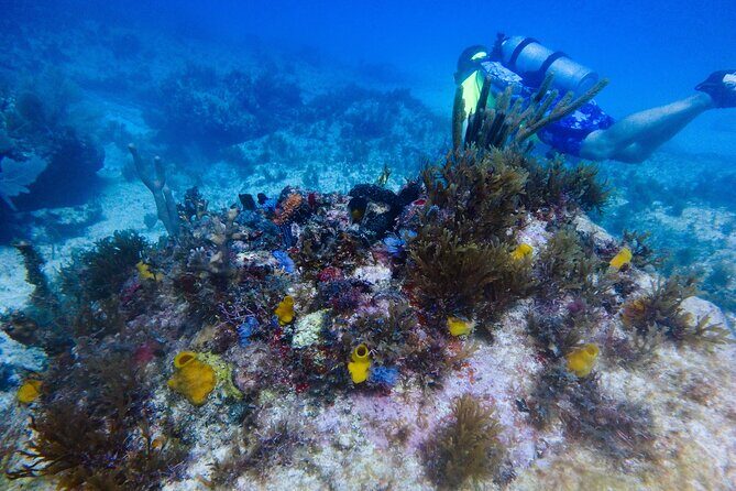 Scuba Diver Certification Course - Who Is This Course Best For?