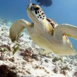 Scuba diving at MUSA the underwater museum for certified divers - The Practical Side: Duration, Cost, and Group Size