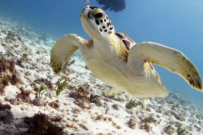 Scuba diving at MUSA the underwater museum for certified divers - The Practical Side: Duration, Cost, and Group Size