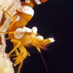 Scuba Diving at Tulamben macro dive sites - The Sum Up