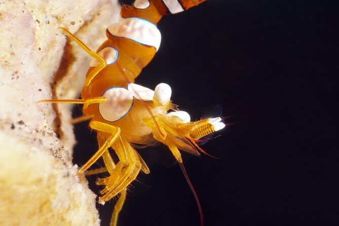Scuba Diving at Tulamben macro dive sites - The Sum Up