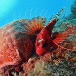 Scuba Diving For Beginners - What Past Travelers Say