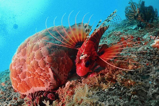 Scuba Diving For Beginners - What Past Travelers Say