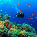 Scuba Diving from Negombo - Who Will Love This Tour?