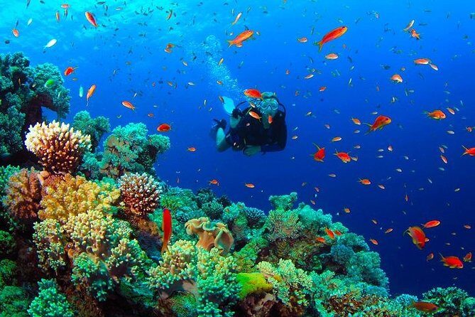 Scuba Diving from Negombo - Who Will Love This Tour?