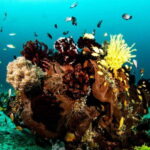Scuba Diving in Boracay: SSI Open Water Certification - Exploring the Itinerary