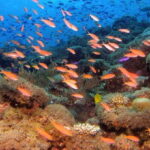 Scuba Diving in Colombo - Real Experiences from Divers