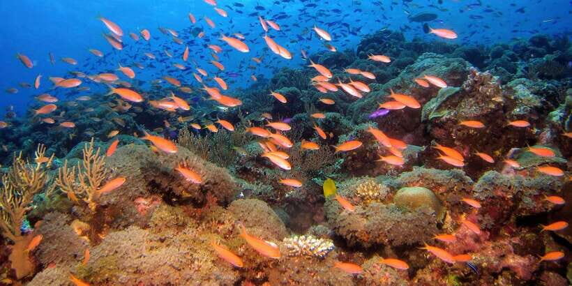 Scuba Diving in Colombo - Real Experiences from Divers