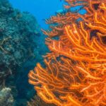 Scuba Diving in Cozumel Island - The Experience Beyond the Water