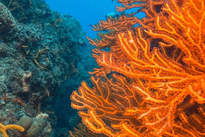 Scuba Diving in Cozumel Island - The Experience Beyond the Water