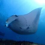 Scuba Diving in Nusa Penida - Manta Point - Detailed Breakdown of the Itinerary