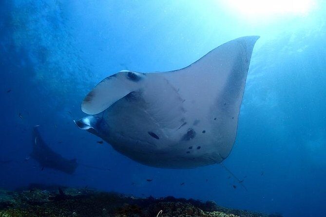 Scuba Diving in Nusa Penida - Manta Point - Detailed Breakdown of the Itinerary