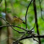 Sea Acres National Park: Sea Acres Aboriginal Coastal Tour - The Journey to Shelly Beach
