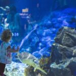 Sea Life Kelly Tarlton's Aquarium General Admission - The Itinerary and Highlights