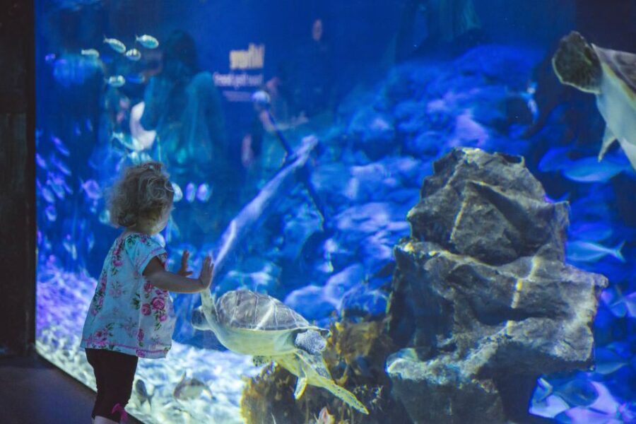 Sea Life Kelly Tarlton's Aquarium General Admission - The Itinerary and Highlights